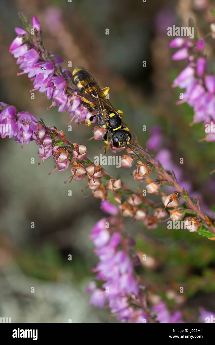 Kotwespe, Mellinus arvensis, Grabwespe, field digger wasp Stock Photo ...