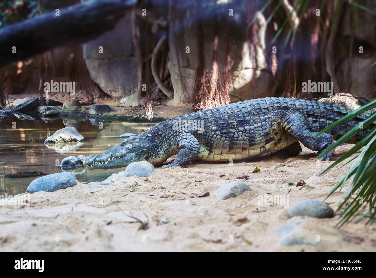 Spain zoo crocodiles hi-res stock photography and images - Alamy