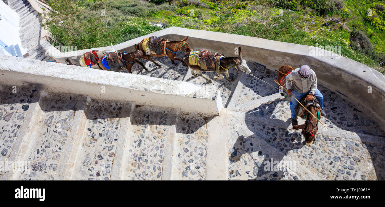 Donkey on stairs of santorini hi-res stock photography and images - Alamy