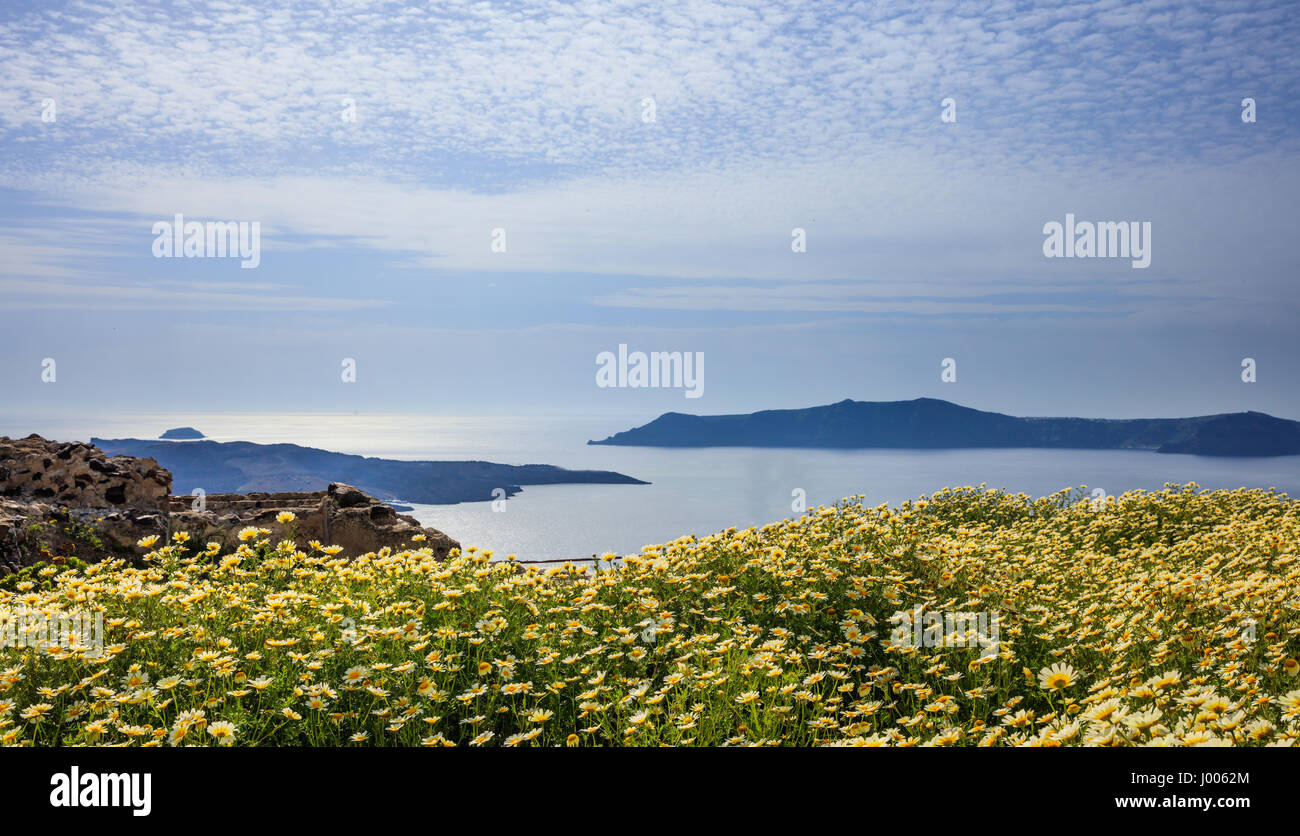 Santorini island, Greece - Yellow flowers on the background of Nea ...