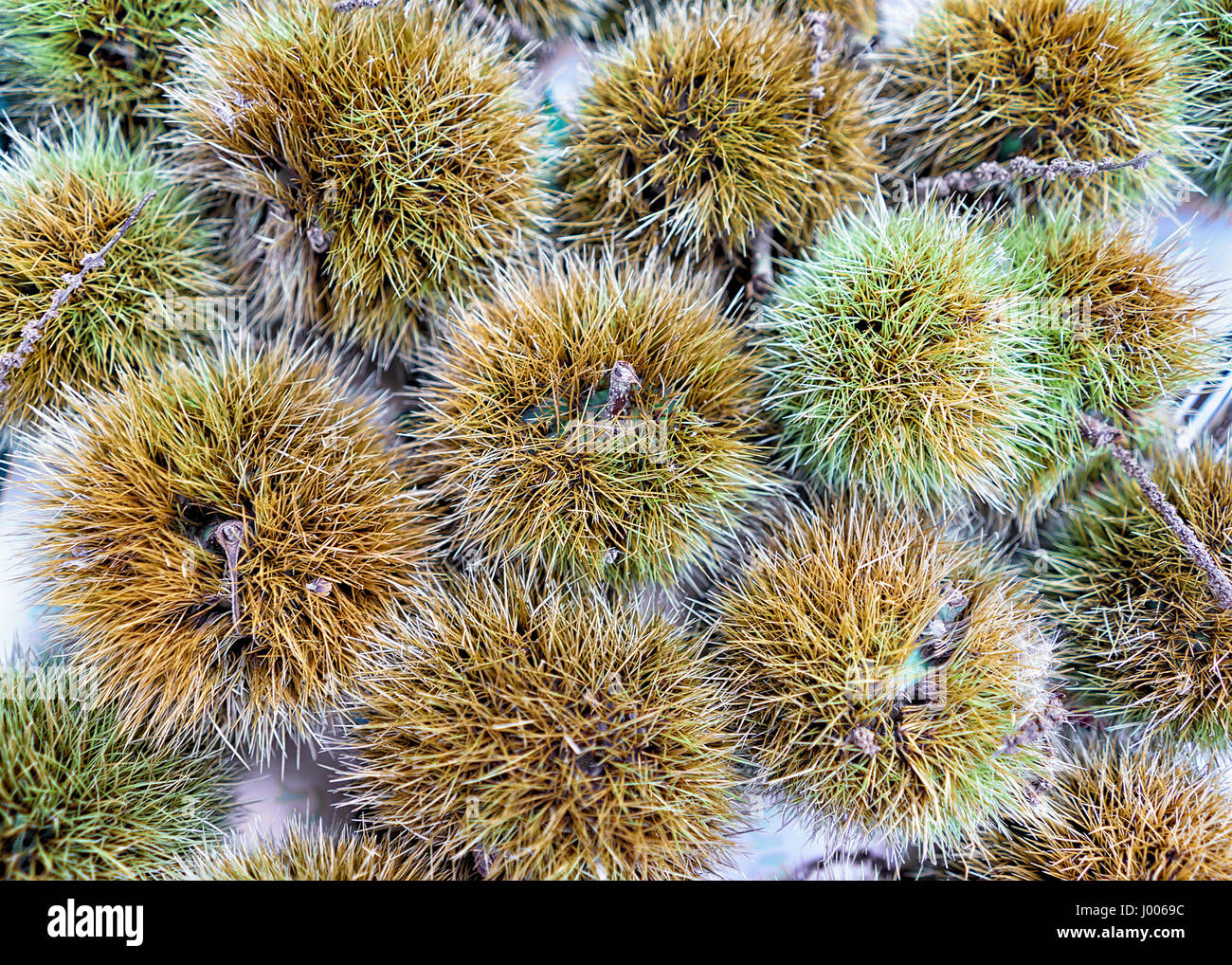 Fresh chestnuts, background closeup Stock Photo - Alamy