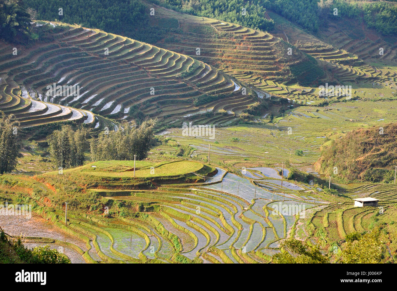 Terraced rice field in Cat Cat, Sa Pa, Northern Vietnam Stock Photo - Alamy