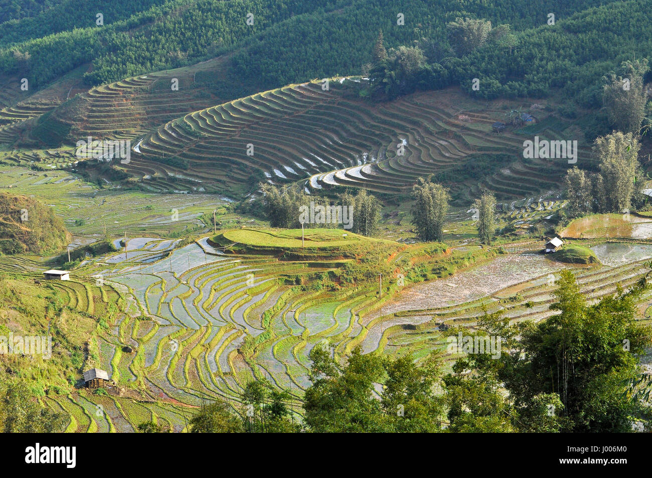 Terraced rice field in Cat Cat, Sa Pa, Northern Vietnam Stock Photo - Alamy