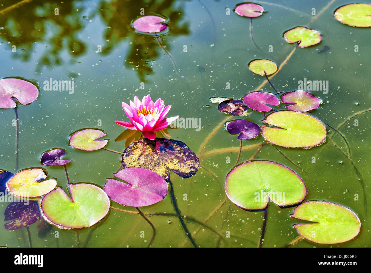 Water lily floating on the water Stock Photo - Alamy