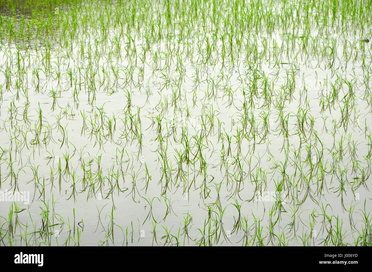 Thailand rain rice terrace hi-res stock photography and images - Alamy