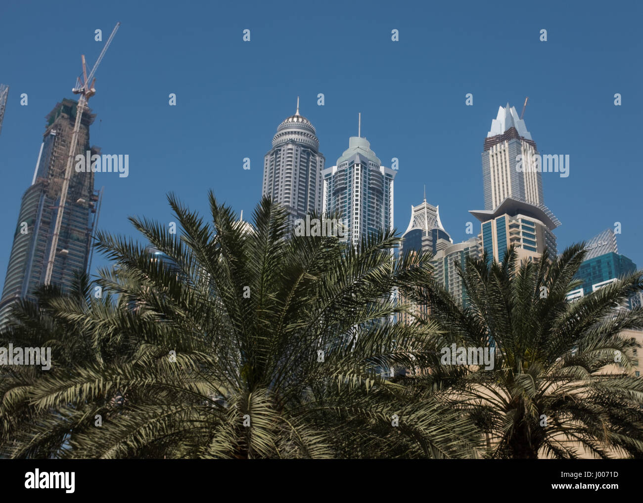 Palm trees marina dubai hi-res stock photography and images - Alamy