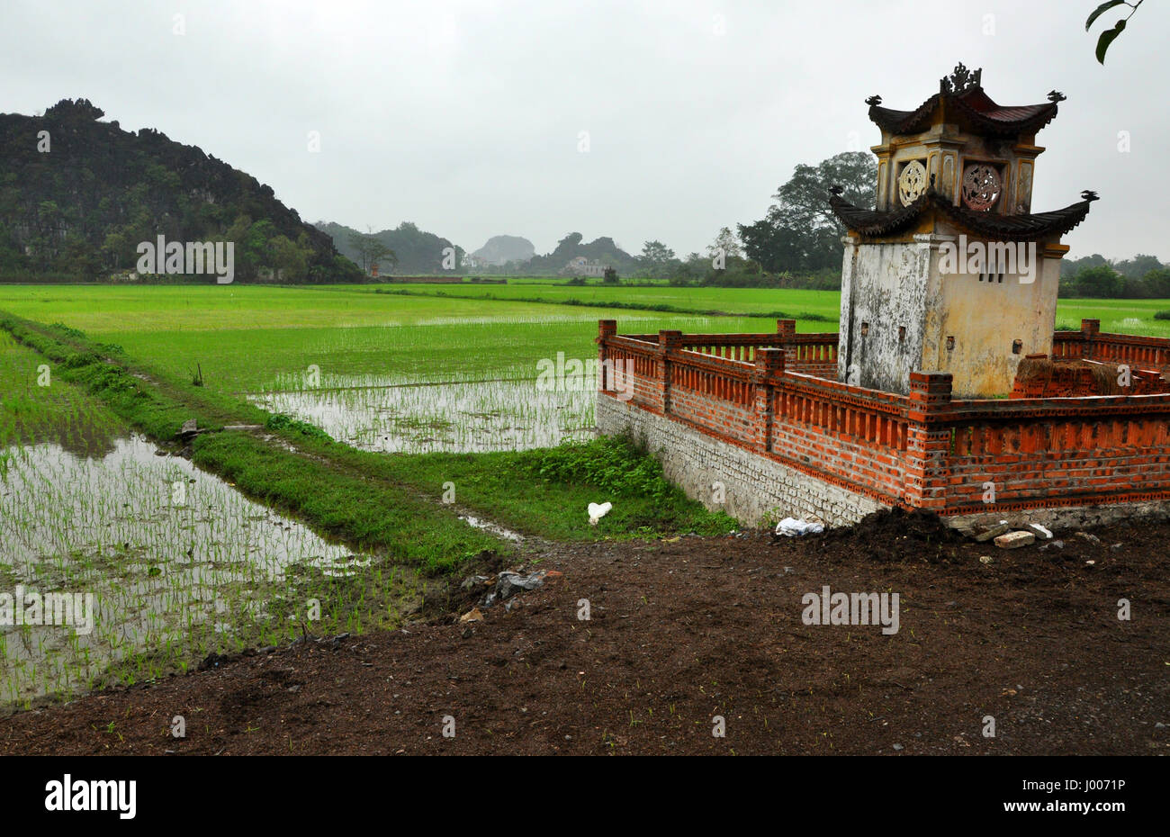 Rice fields and limestone rocks in Ninh Binh, Vietnam Stock Photo - Alamy