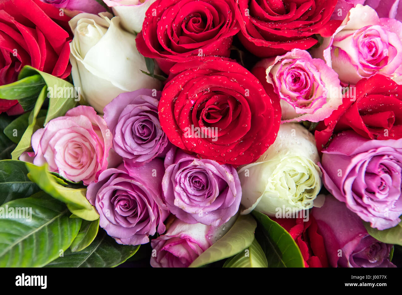 rose background ,natural texture Stock Photo - Alamy