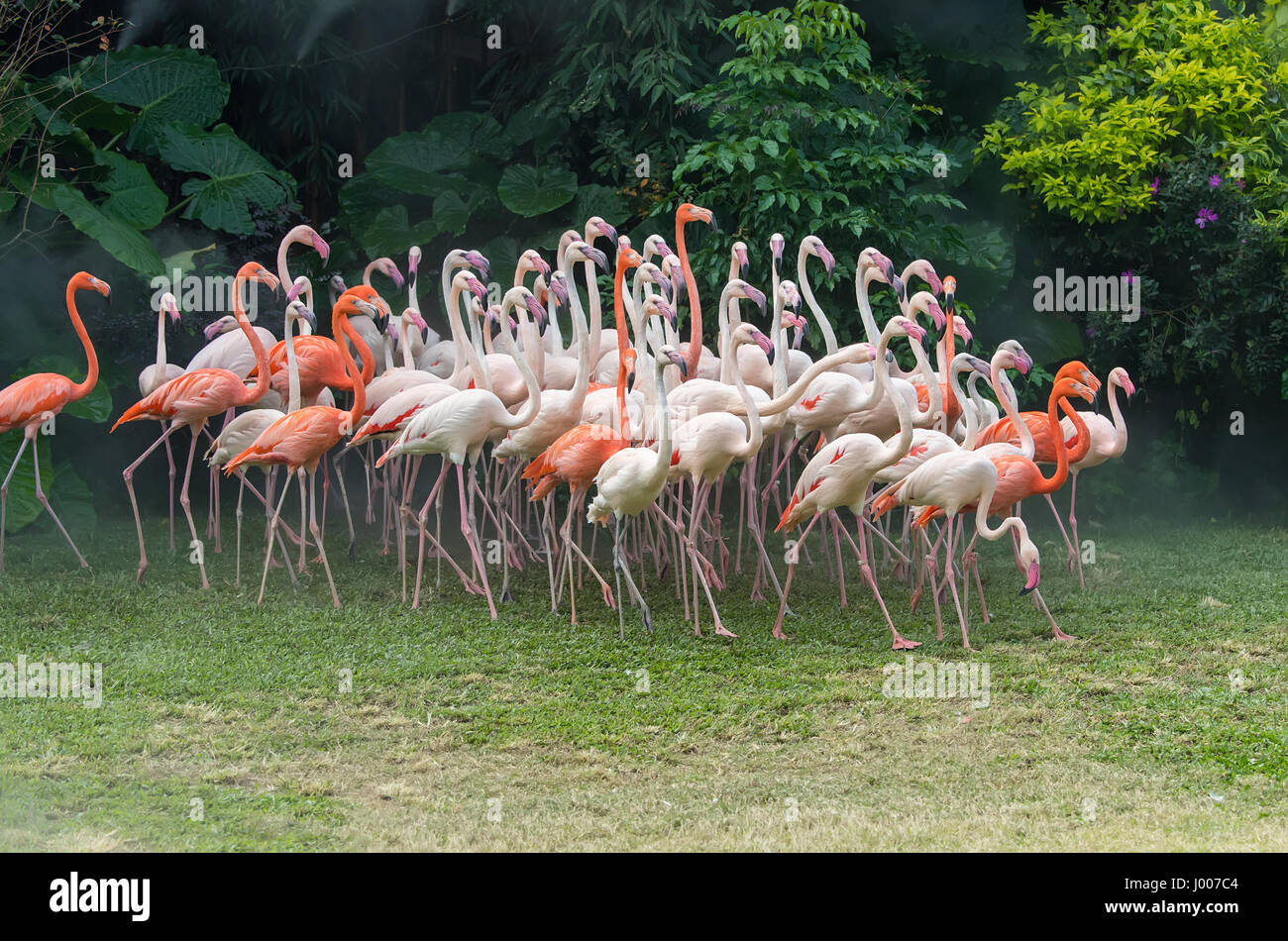 Flamingo birds standing Stock Photo - Alamy
