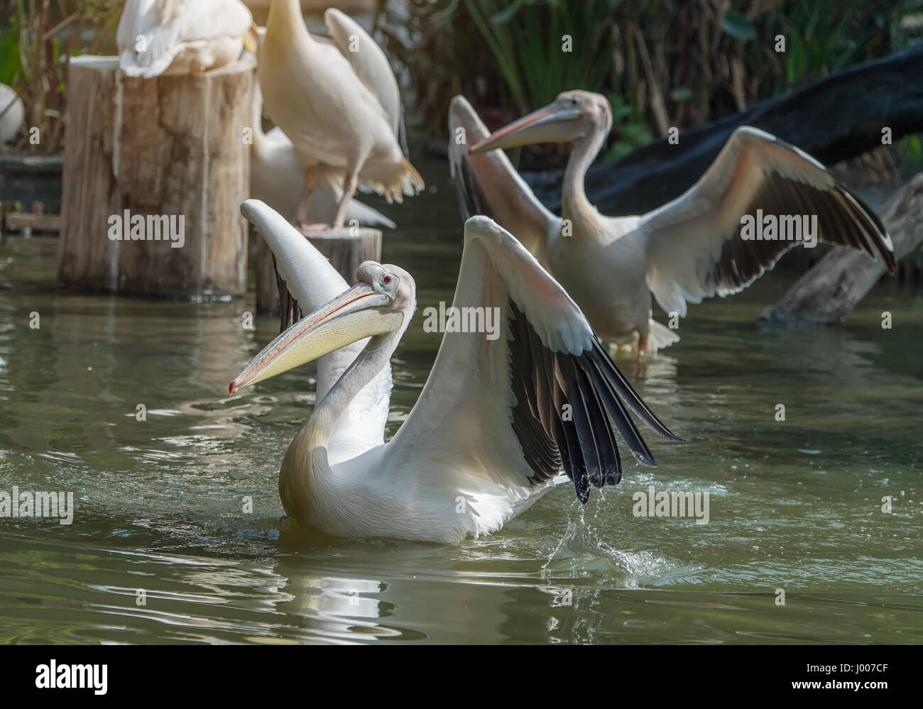 White Pelican in zoo Stock Photo - Alamy