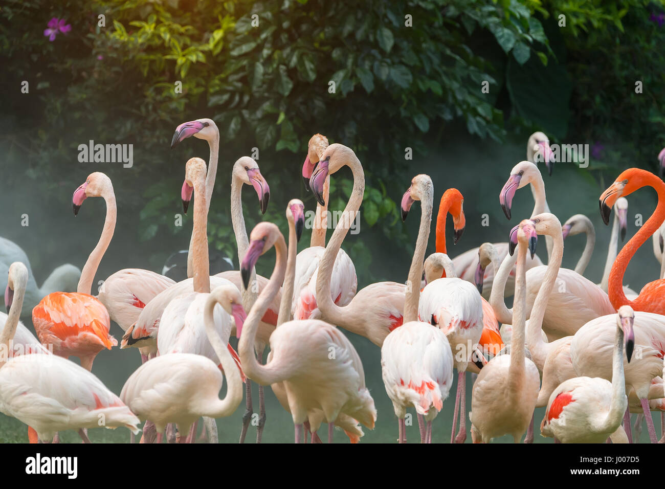 Flamingo birds standing Stock Photo - Alamy