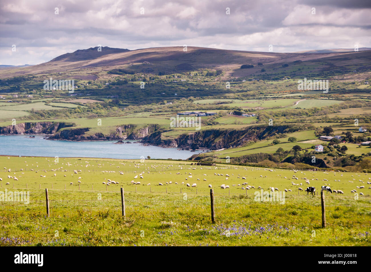 Green fields lead down to cliffs and sea at Newport Bay, seen from ...