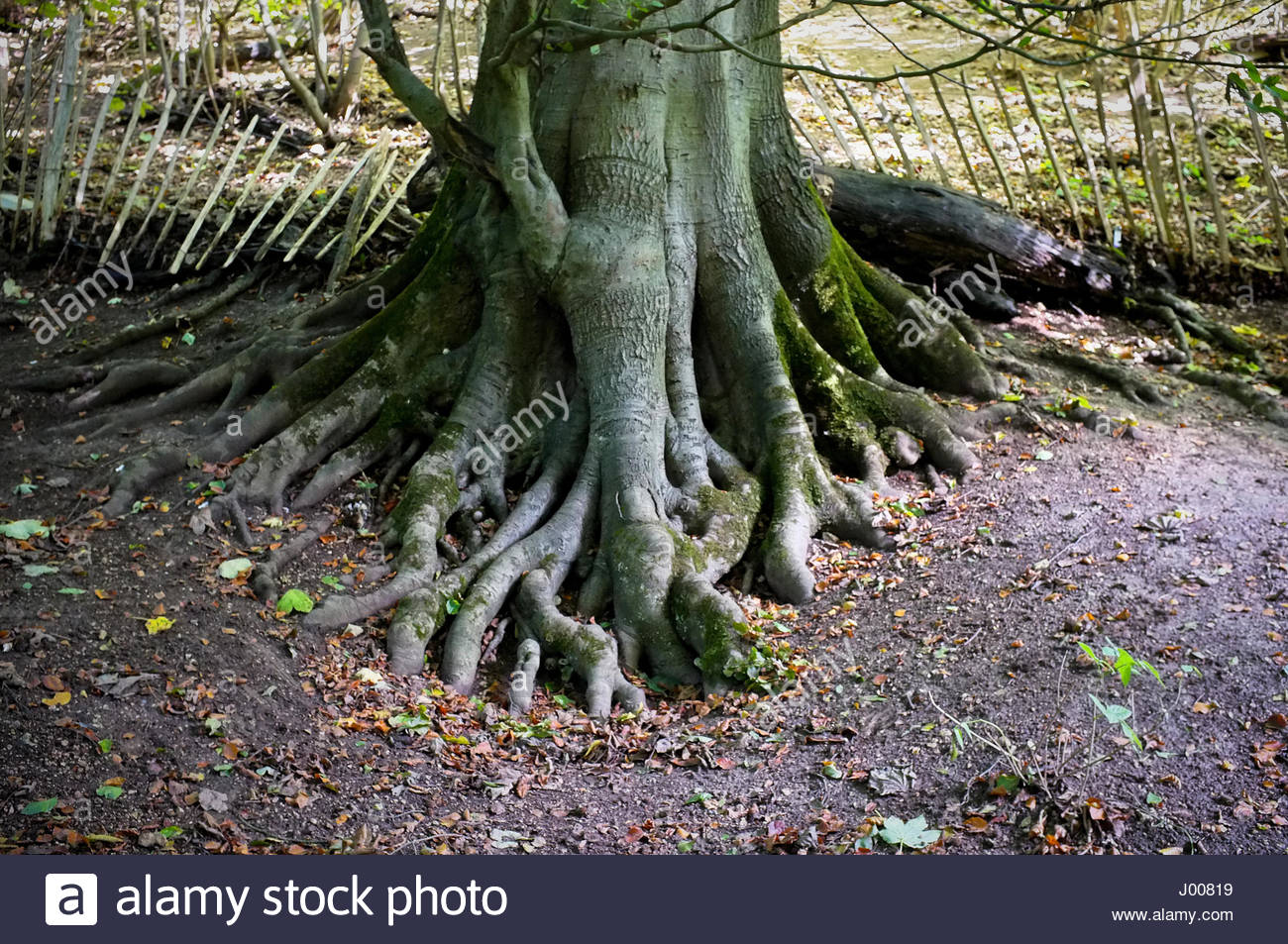 Roots Exposed High Resolution Stock Photography and Images - Alamy