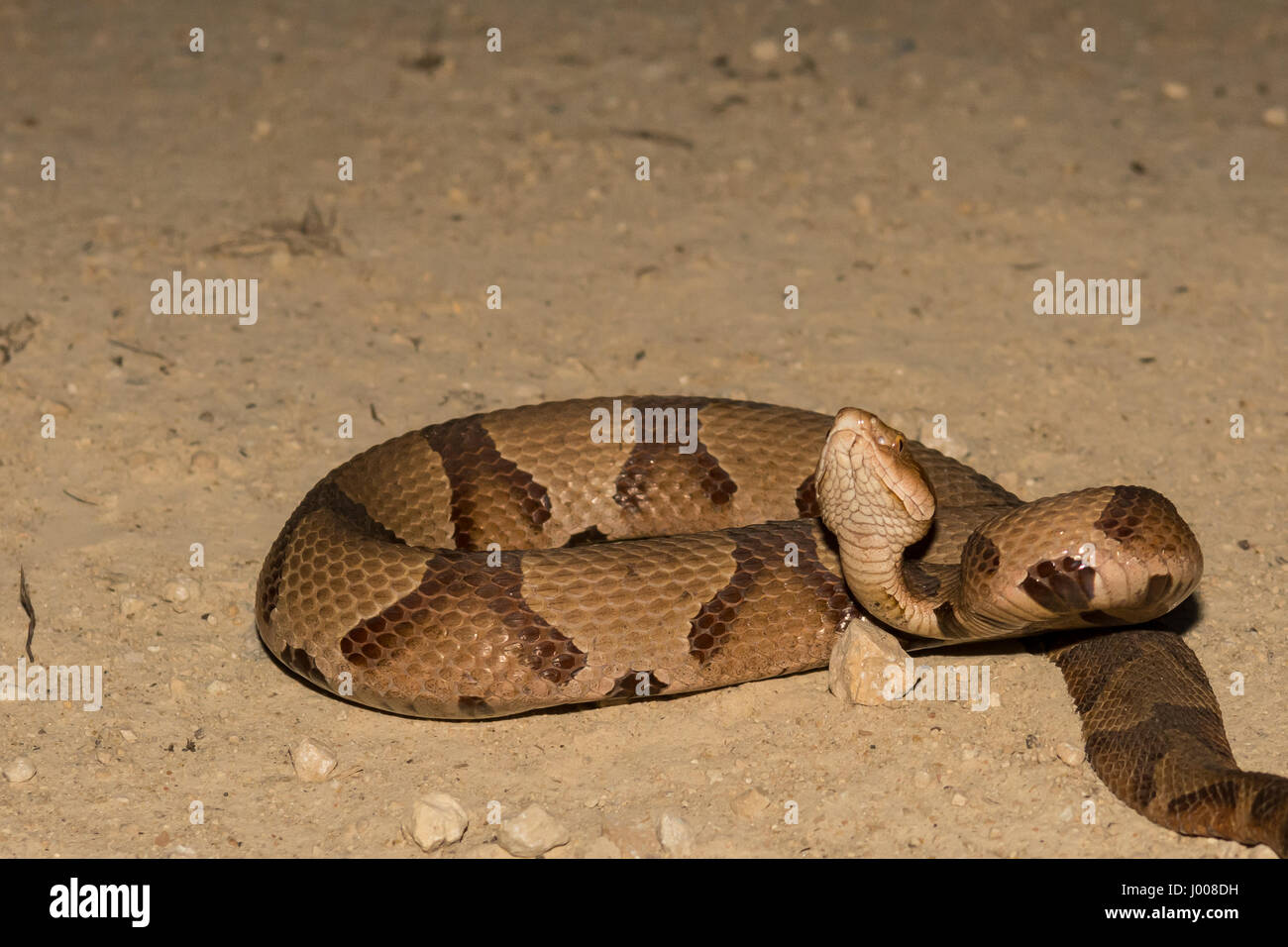 A Copperhead Snake at Apalachicola National Forest Florida Stock Photo ...