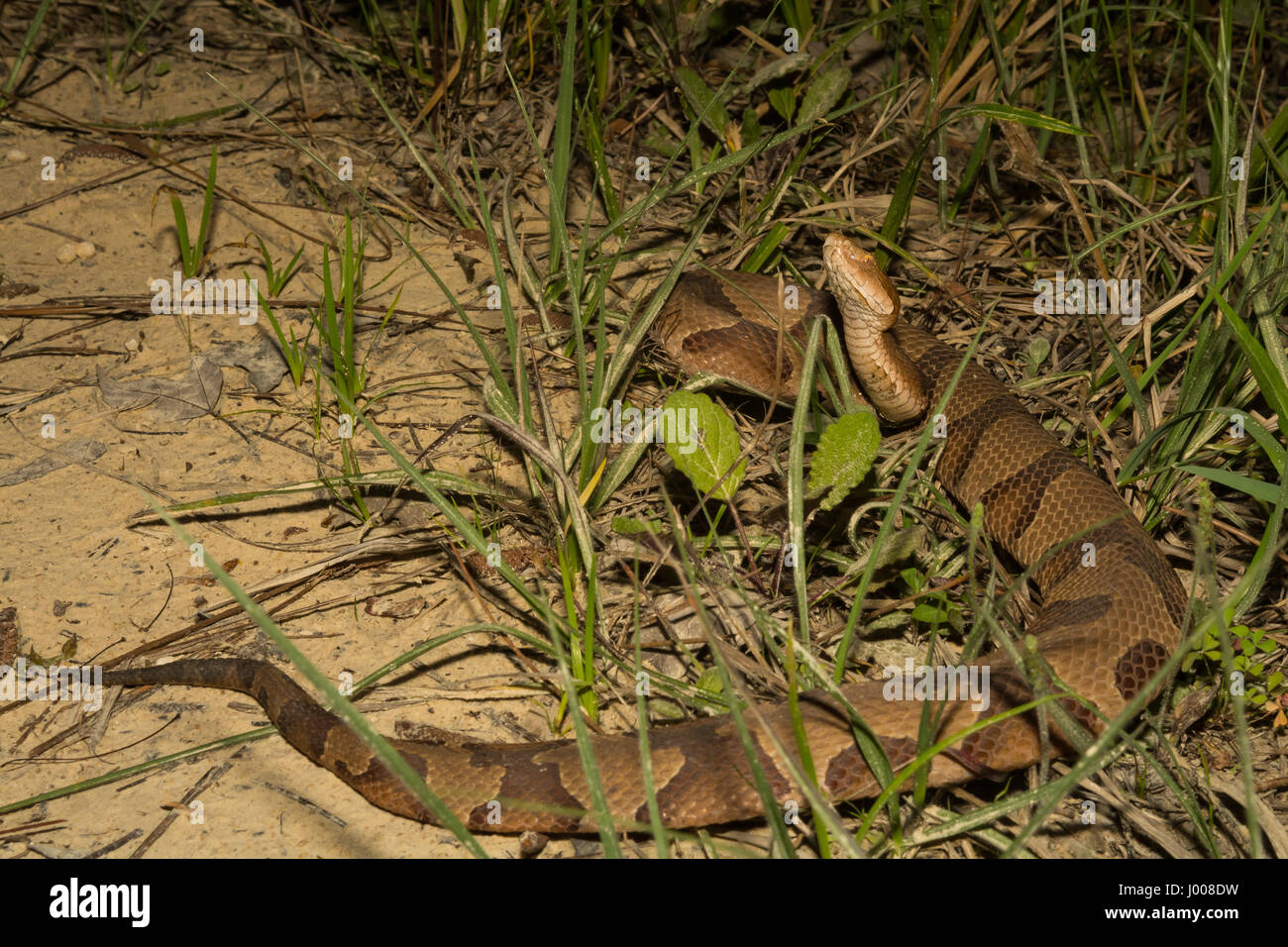 A Copperhead Snake at Apalachicola National Forest Florida Stock Photo ...