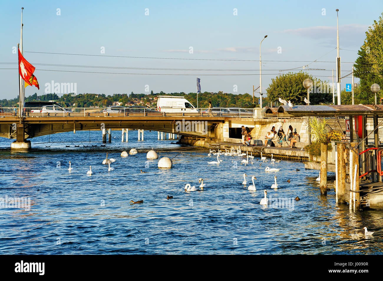 Geneva, Switzerland - August 30, 2016: White swans at Geneva Lake in ...