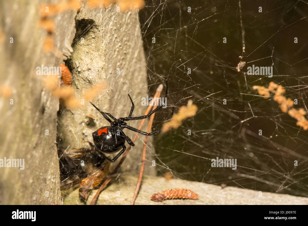 A close up of a Black Widow Spider hunting outside of her retreat at ...