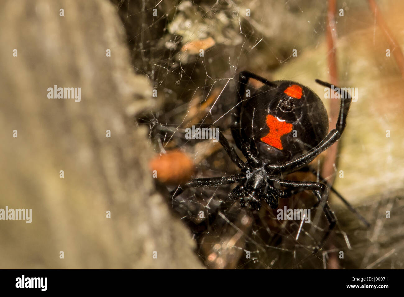 A close up of a Black Widow Spider hunting outside of her retreat at ...