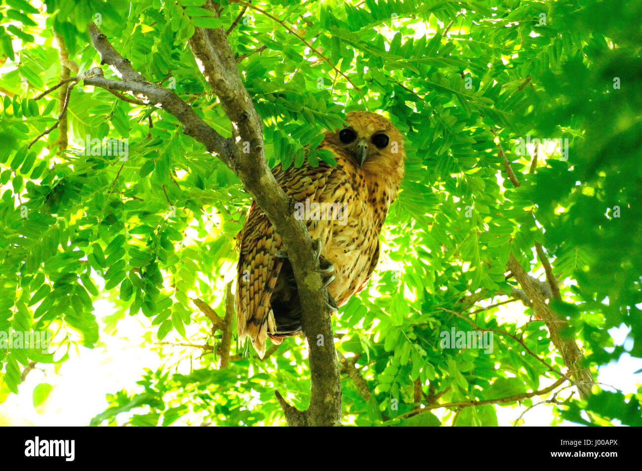 Pels fish owl malawi hi-res stock photography and images - Alamy