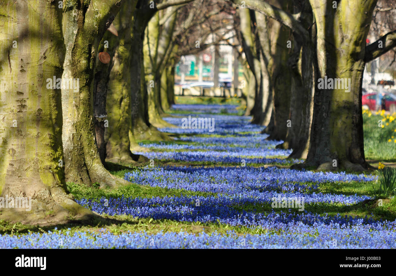 Tree tunnel garden path hi-res stock photography and images - Alamy