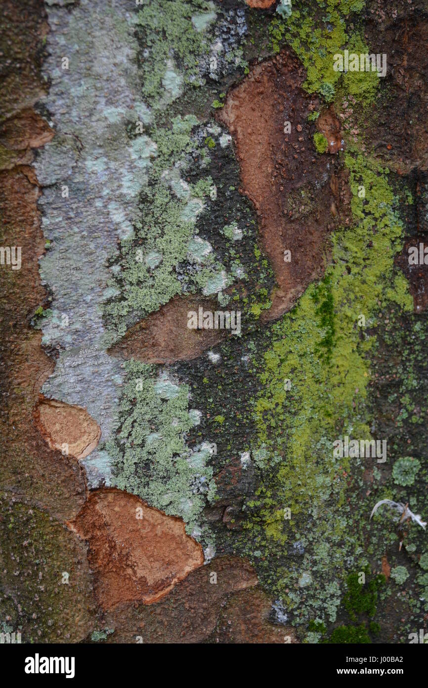 Rain-washed tree bark Stock Photo - Alamy