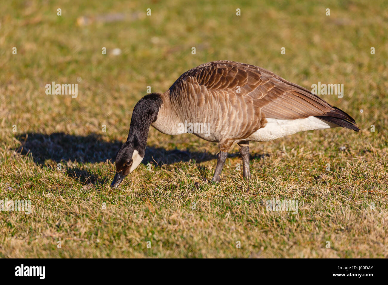 Adult Canada Goose (branta canadensis) eating in a field Stock Photo ...