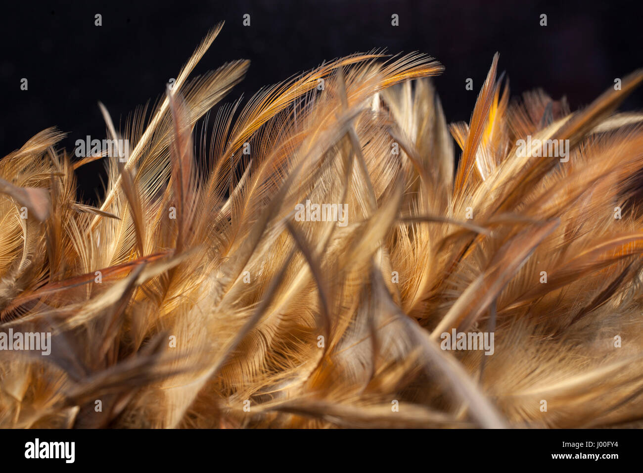 Chicken feather duster hi-res stock photography and images - Alamy