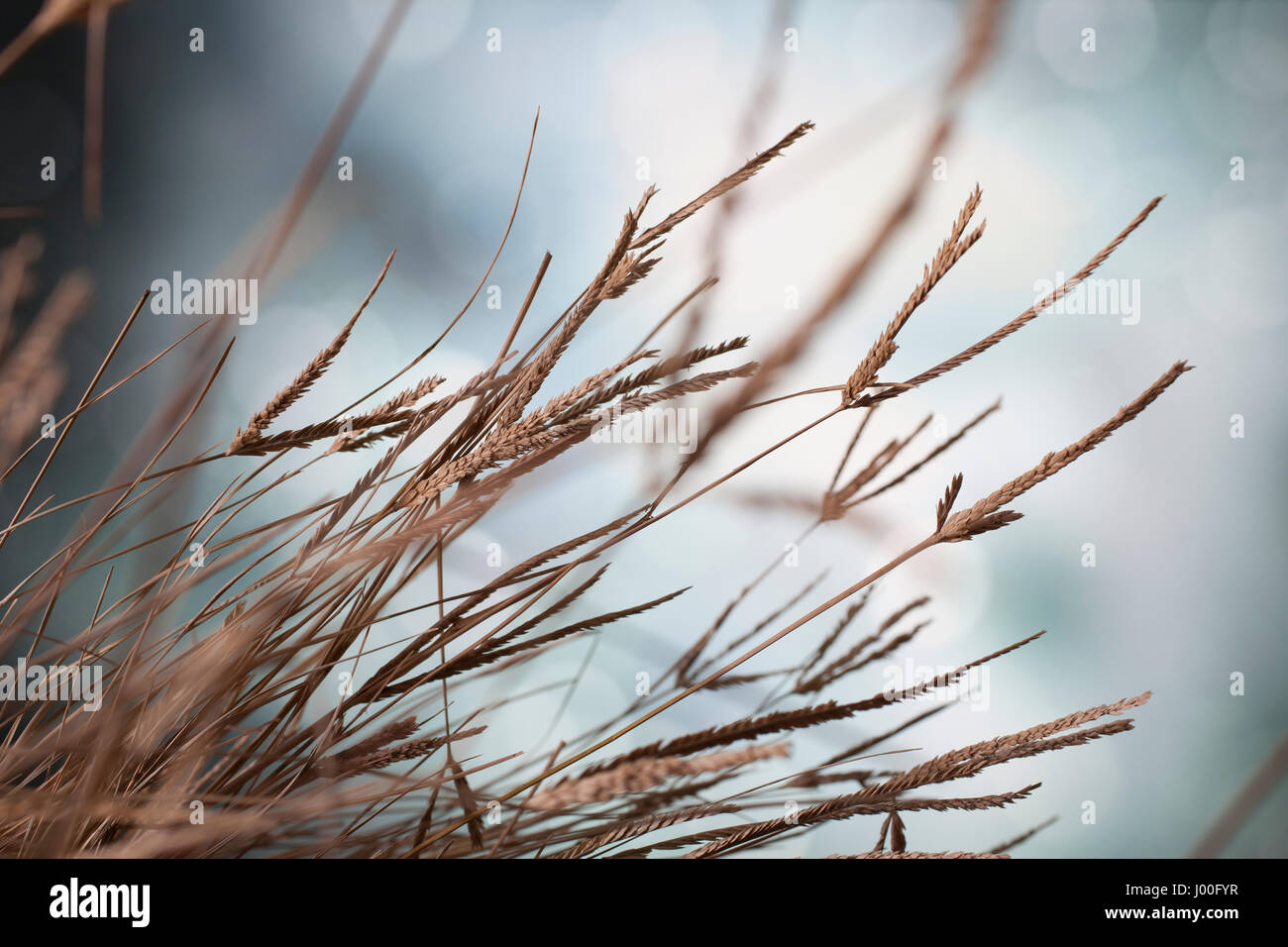 Closeup of dry flowering grass stems with light background Stock Photo ...
