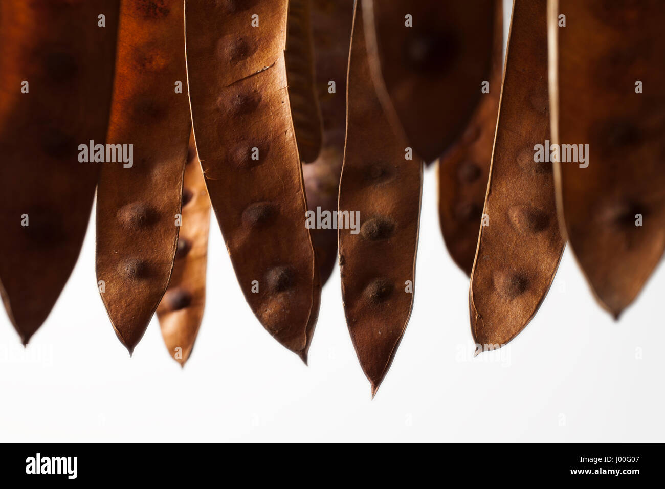 Acacia pods hi-res stock photography and images - Alamy