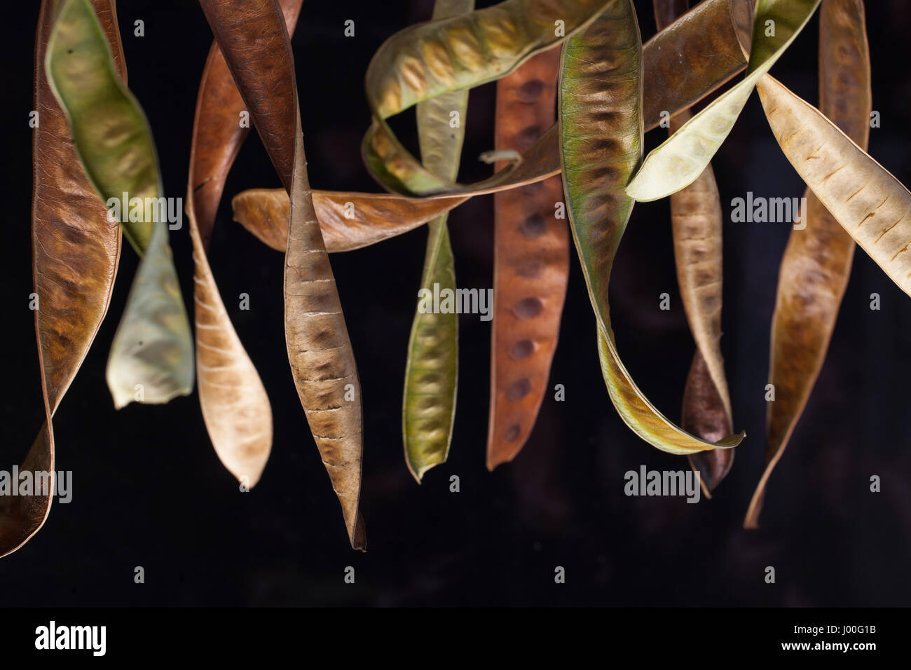Curly acacia seedpods hanging with a black background Stock Photo - Alamy