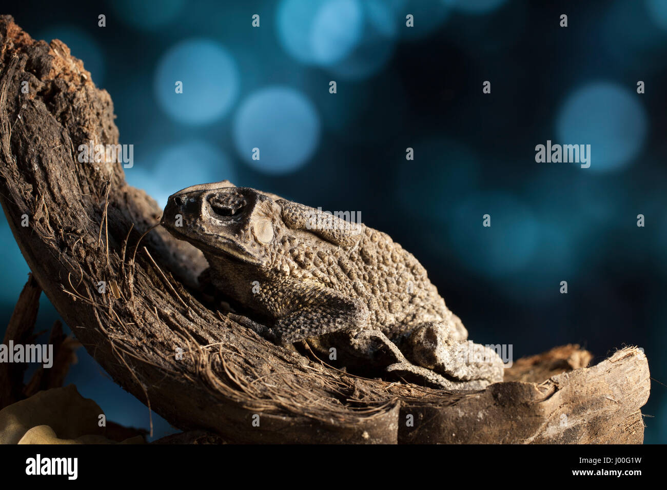 Portrait of a warty asian toad in an old coconut husk Stock Photo - Alamy