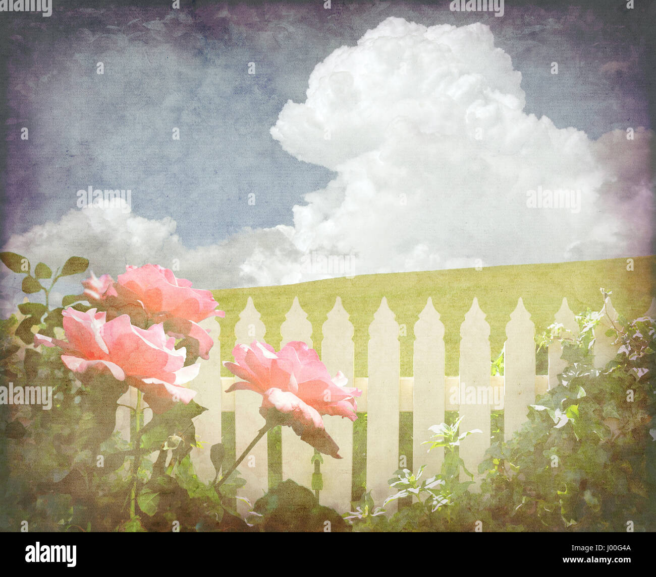 Spring vintage background with roses and white picket fence in front of ...