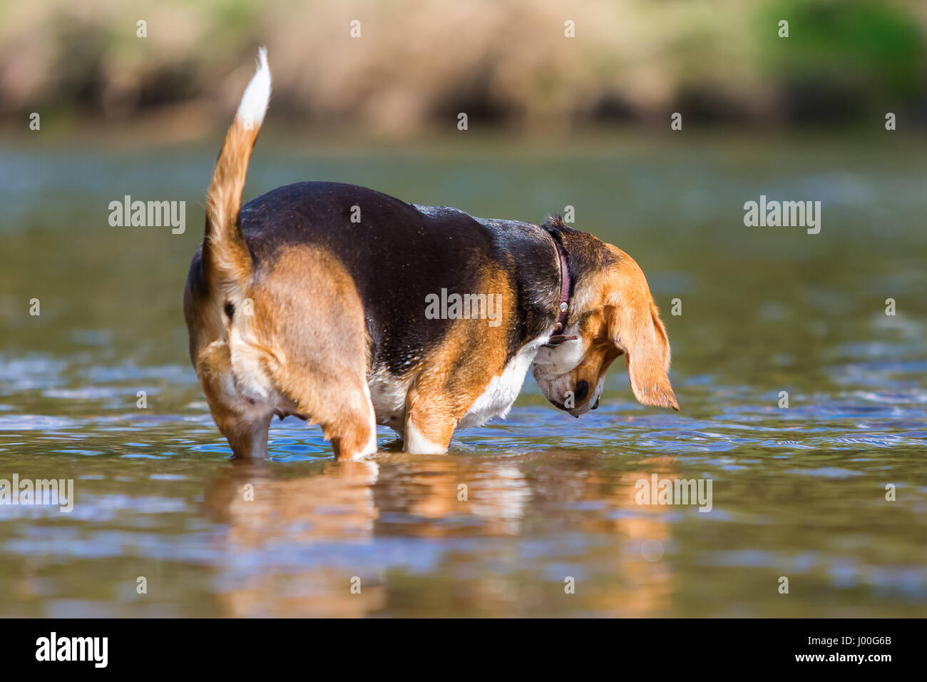 picture of a Beagle dog at the river Stock Photo - Alamy