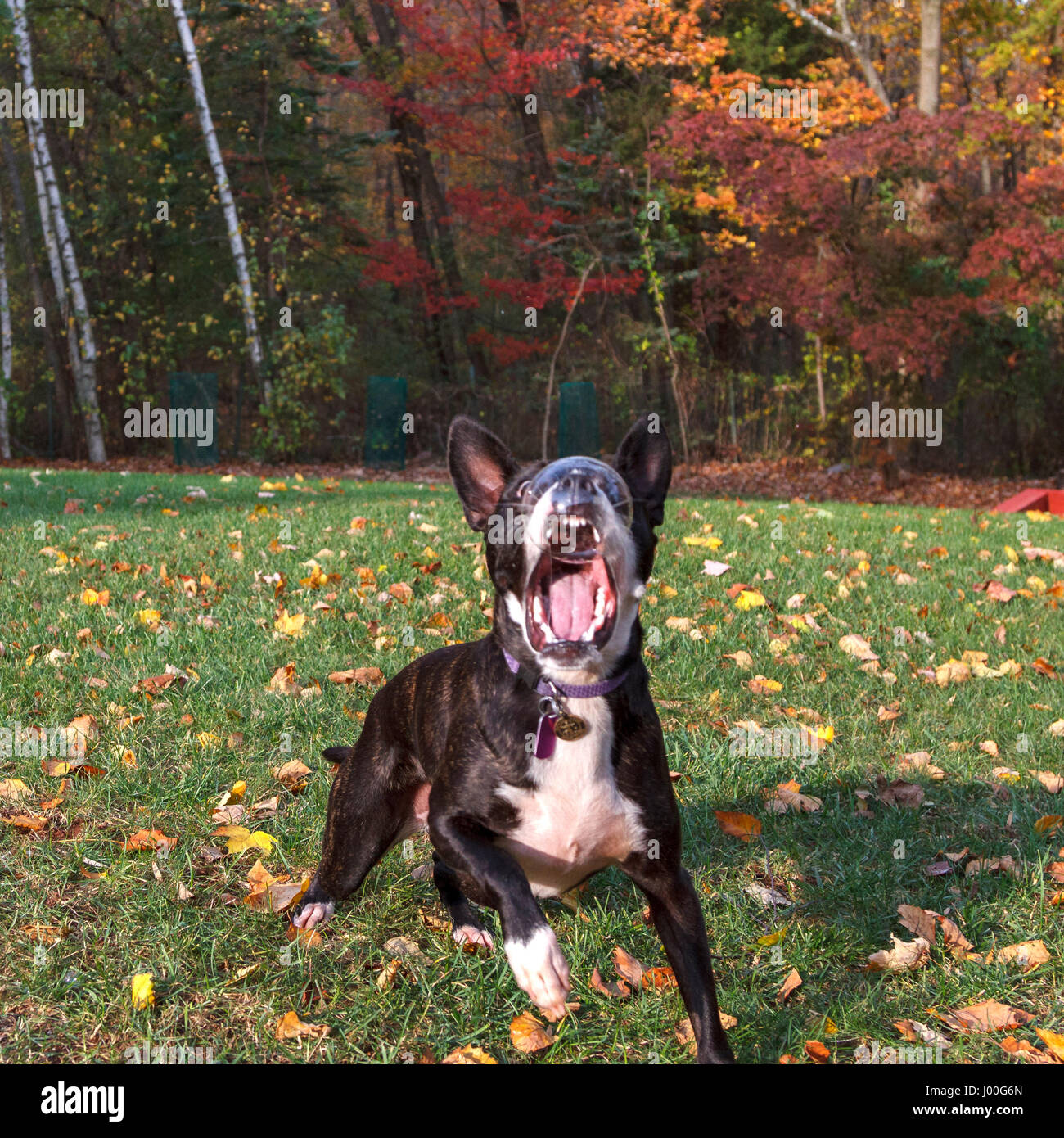 Dog Playing With Bubble in Autumn Stock Photo - Alamy