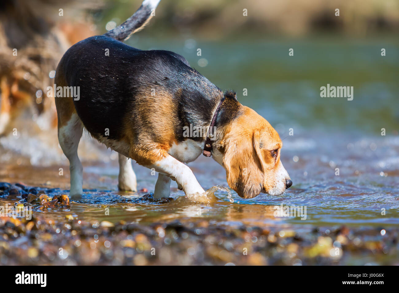 picture of a Beagle dog at the river Stock Photo - Alamy