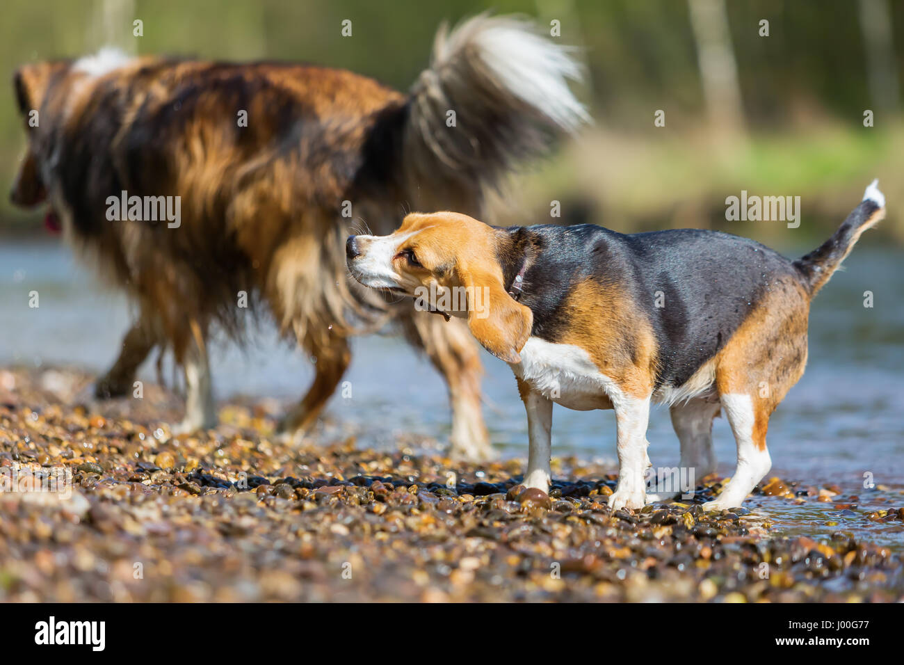 Beagle shaking the wet fur at the border of a river Stock Photo - Alamy