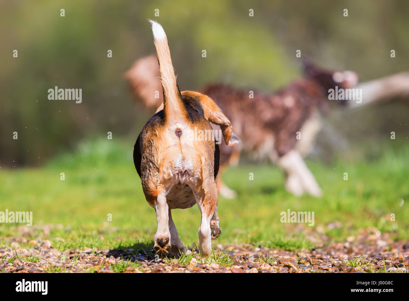 picture of the backside of a walking Beagle outdoors Stock Photo - Alamy