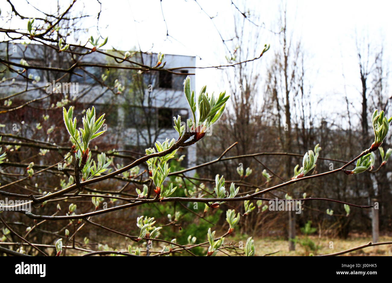 Chernobyl, Ukarine. 5th Apr, 2017. Tree sprouts are seen in Chernobyl ...