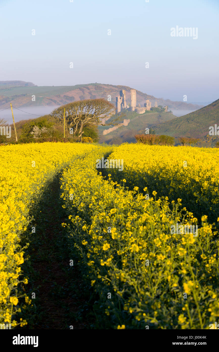 Corfe Castle, Dorset, UK. 8th April 2017. Glorious misty crisp sunrise ...