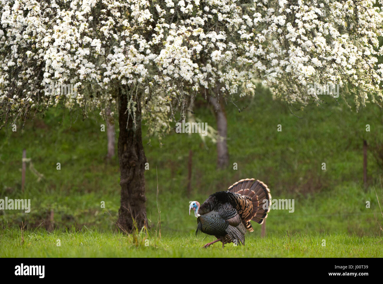 Roseburg, Oregon, USA. 8th Apr, 2017. A male wild turkey displays his ...