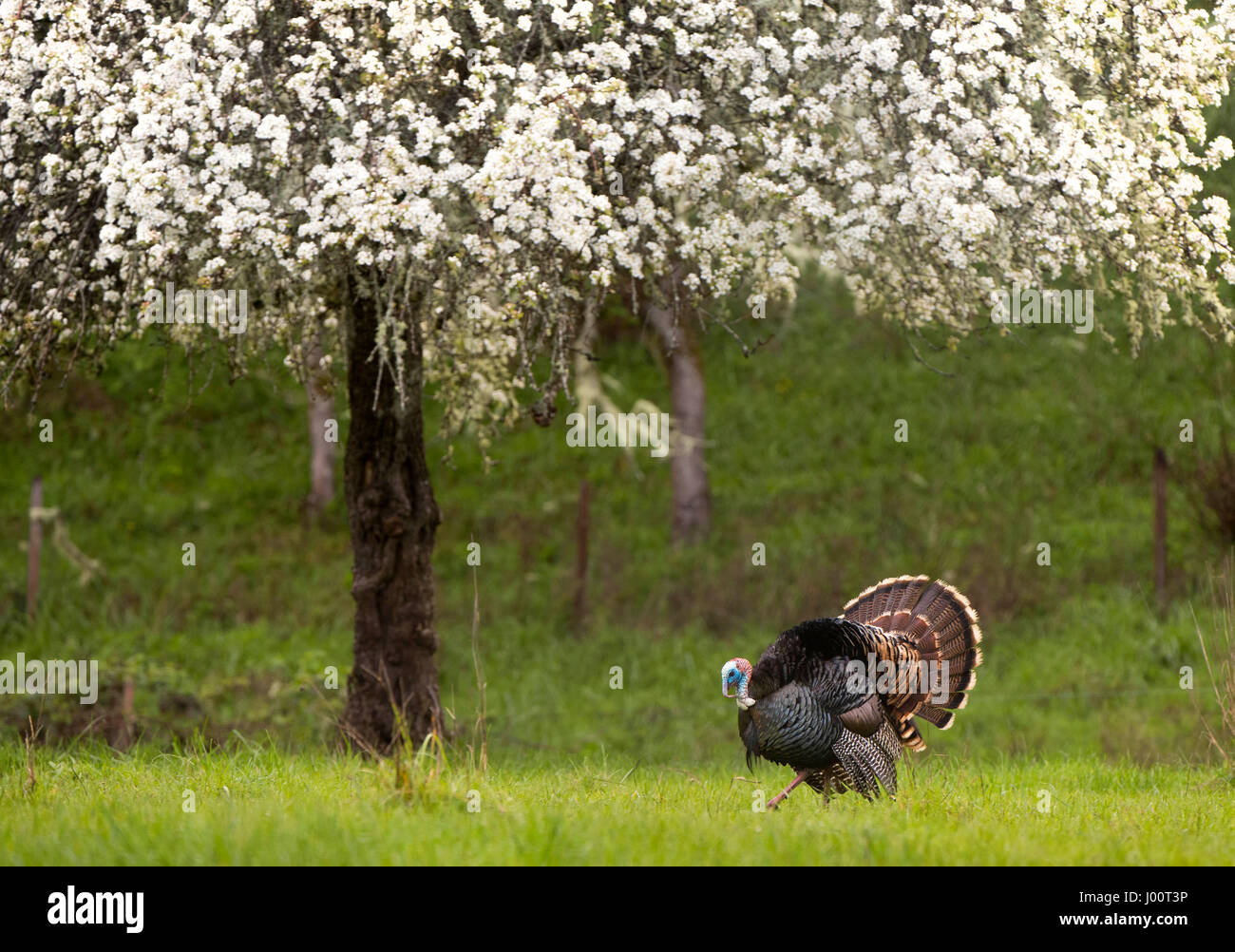 Roseburg, Oregon, USA. 8th Apr, 2017. A male wild turkey displays his ...