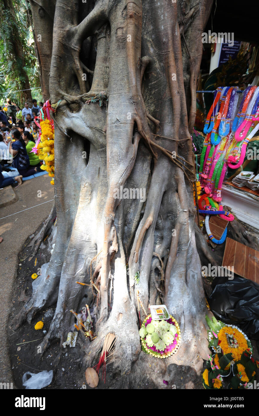Offerings are left on the trees Stock Photo - Alamy