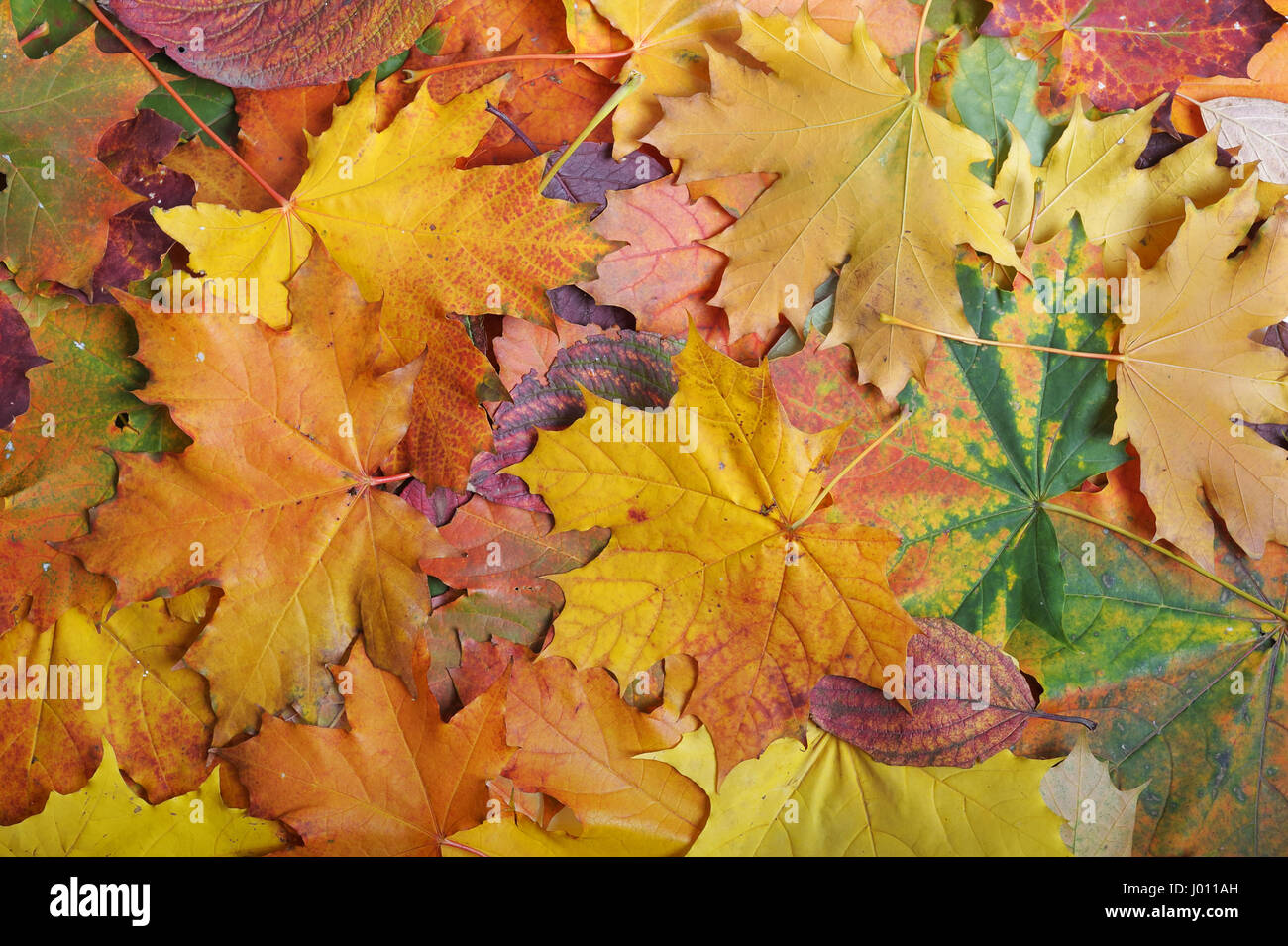 Autumn color leaf background Stock Photo - Alamy