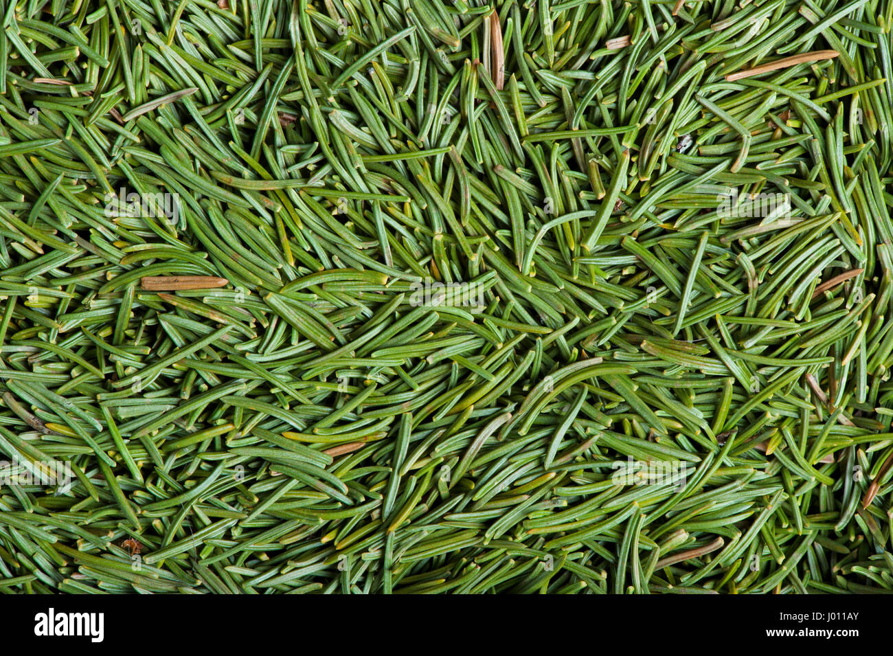Pine tree forest lots dead hi-res stock photography and images - Alamy