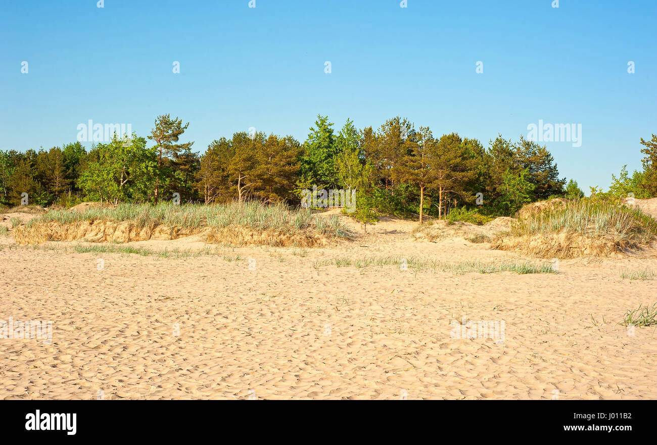 Landscape with trees and sand Stock Photo - Alamy
