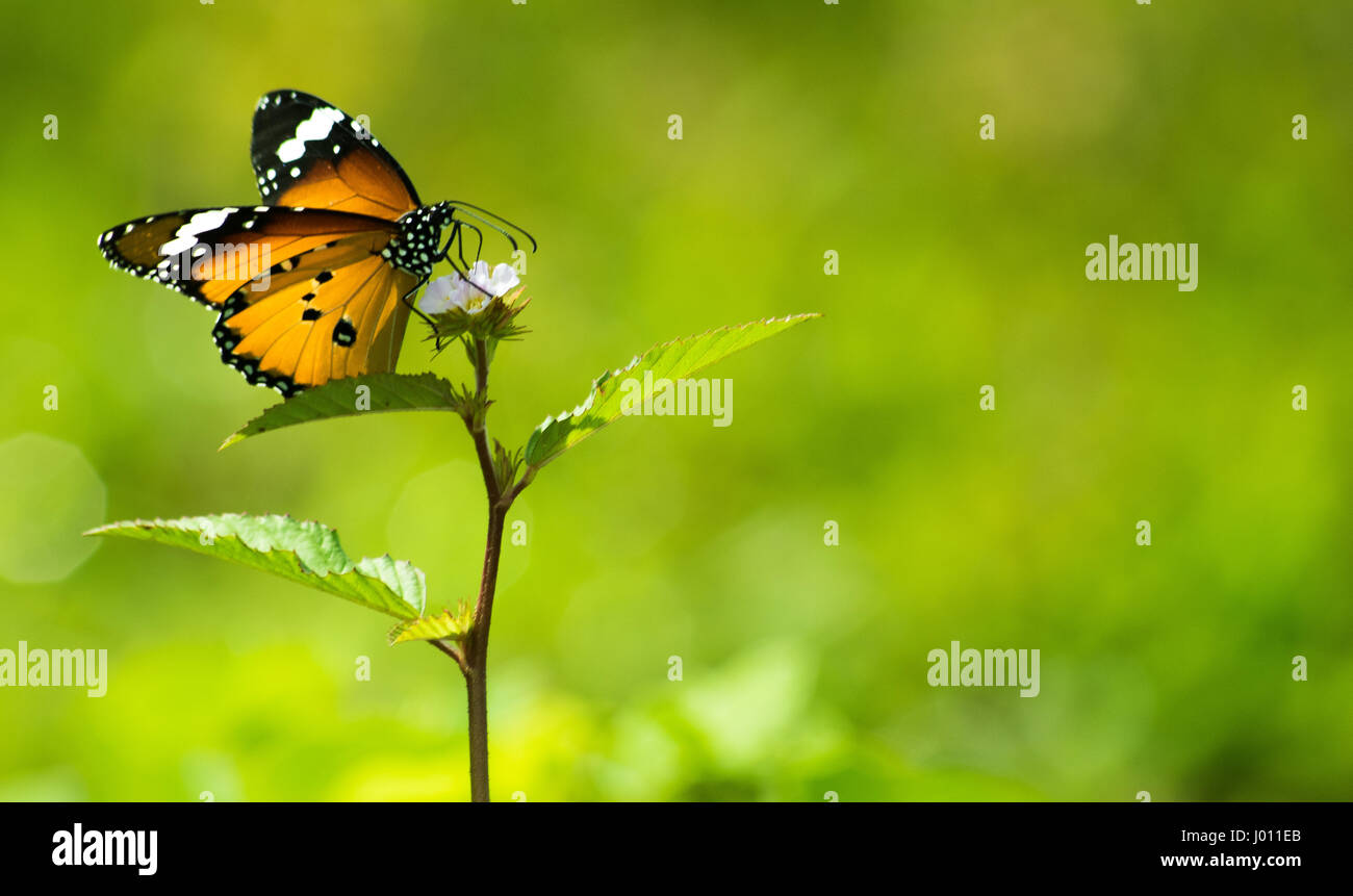 Monarch Butterfly taking nectar Stock Photo - Alamy