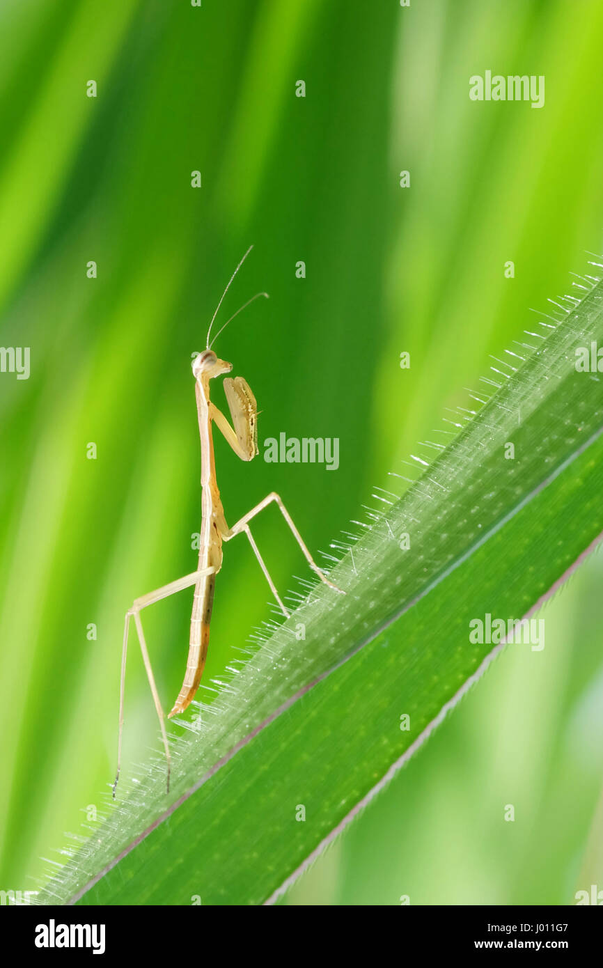 Portrait of a Small Praying Mantis Stock Photo - Alamy