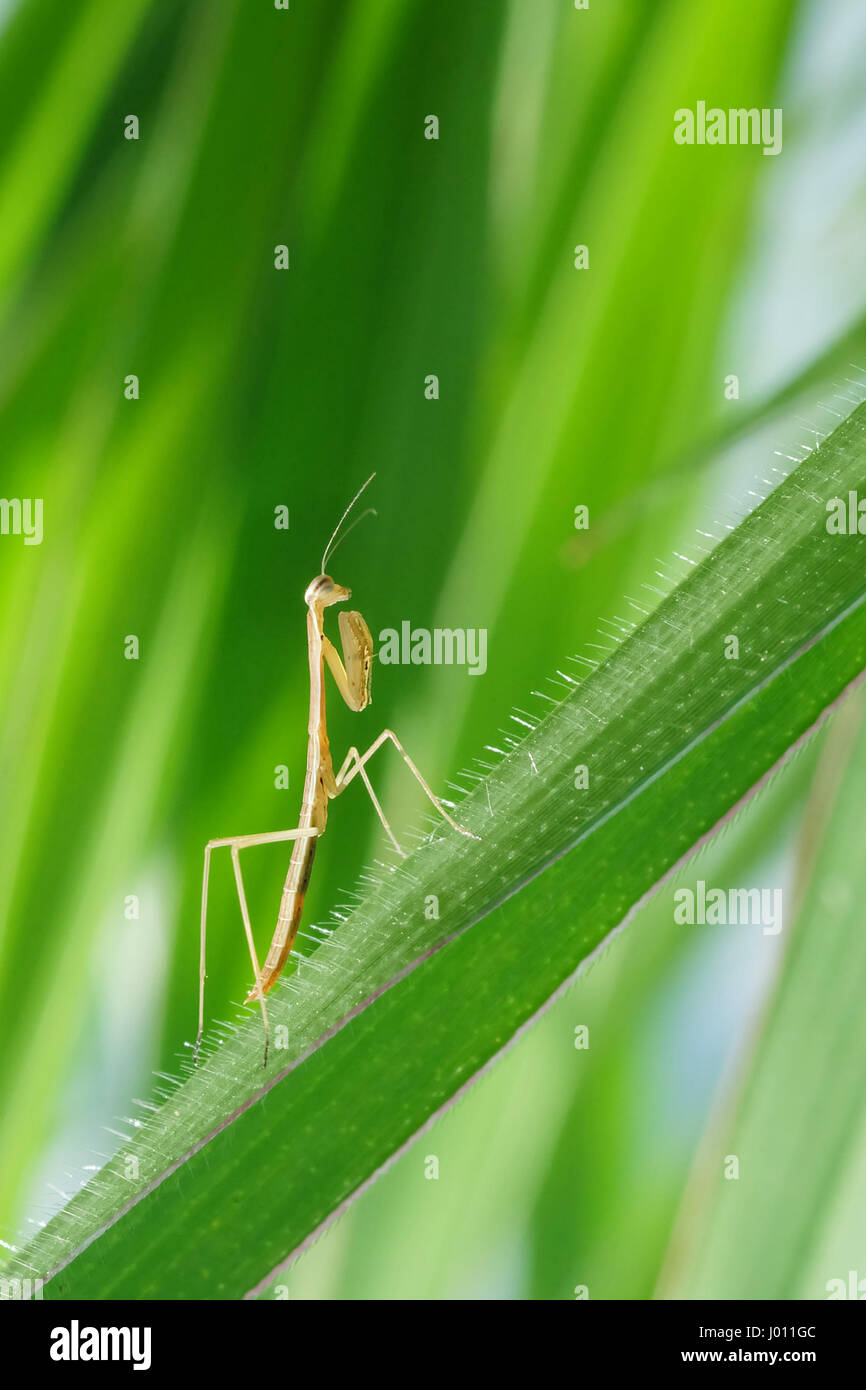 Small praying mantis hi-res stock photography and images - Alamy