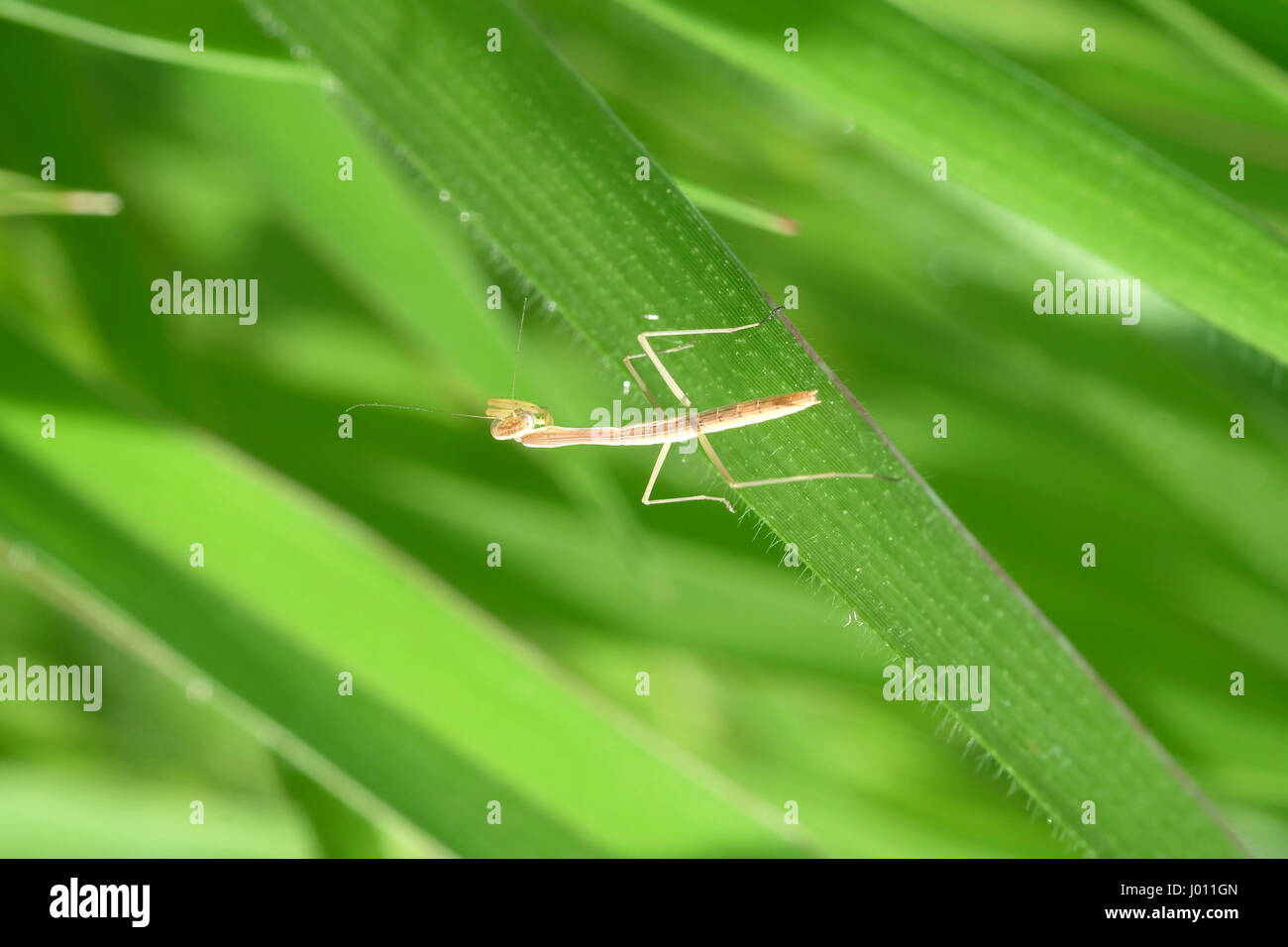 Small praying mantis hi-res stock photography and images - Alamy
