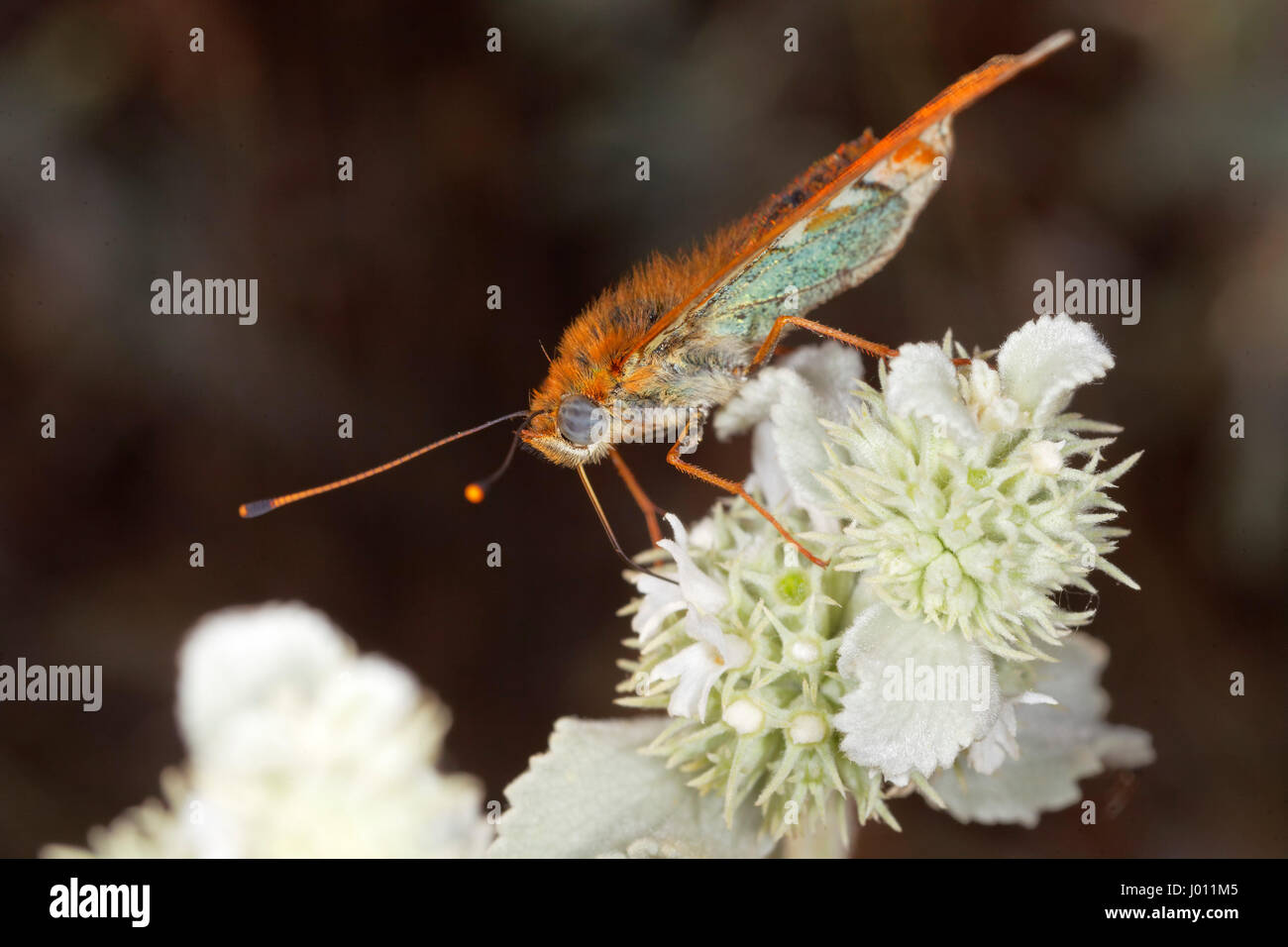 butterfly from Cres Stock Photo - Alamy